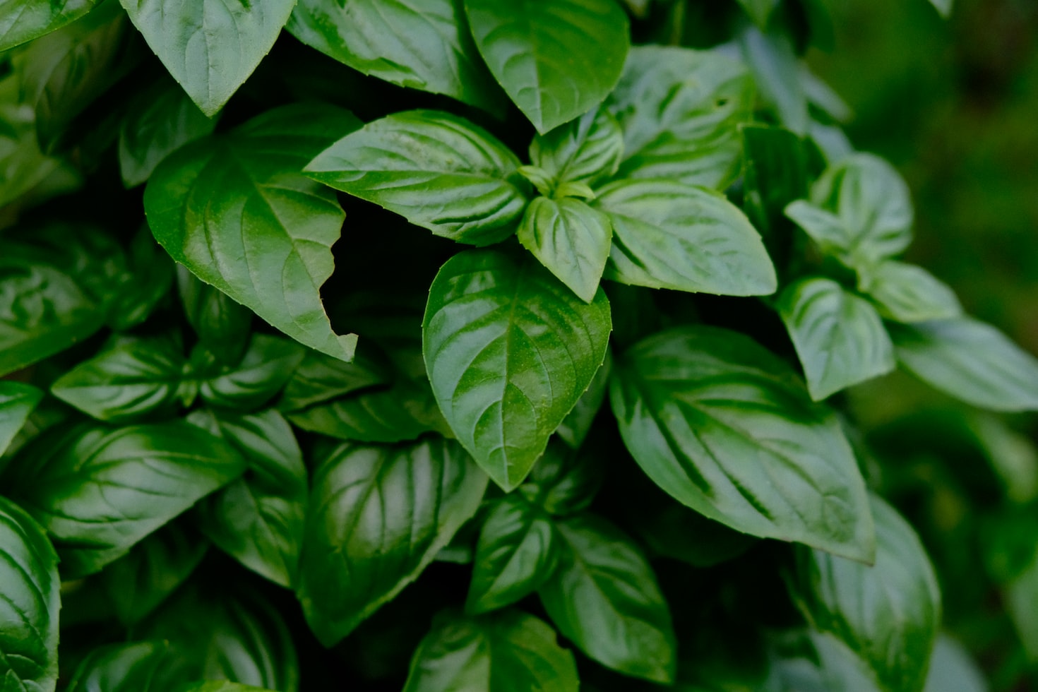 Albahaca: Una joya aromática y curativa en la fitoterapia - Salud ...