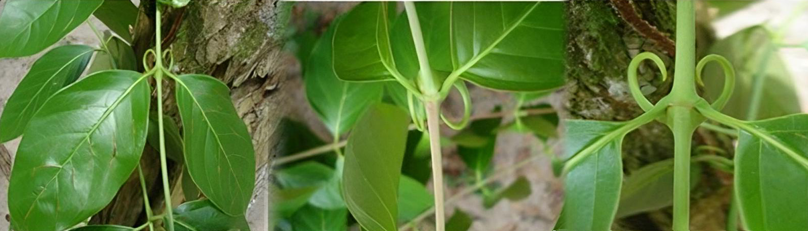 La Uña de Gato (Uncaria tomentosa): Una Maravilla Fitoterapéutica ...