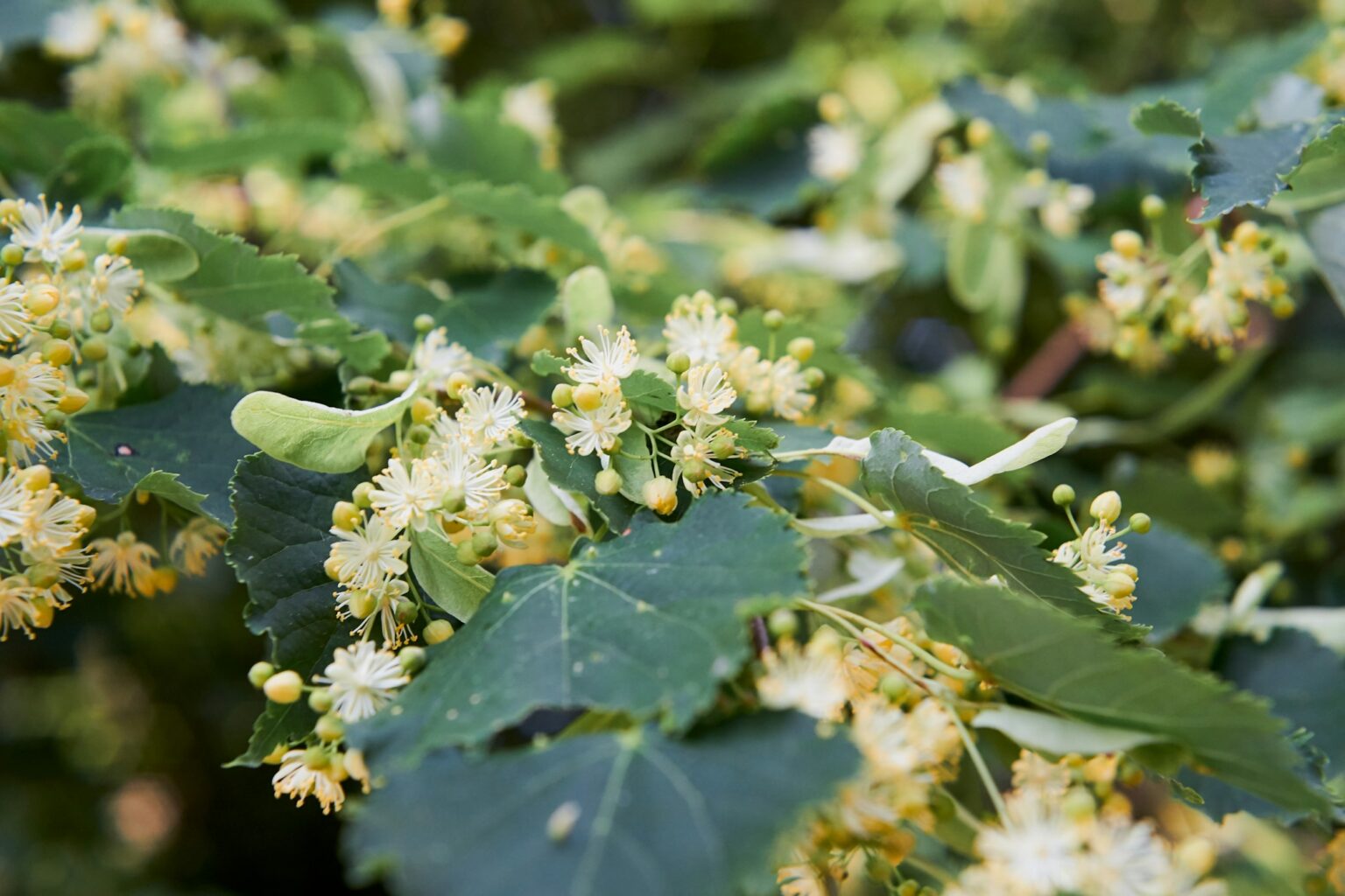 Las maravillosas propiedades medicinales del Tilo (Tilia platyphyllos ...